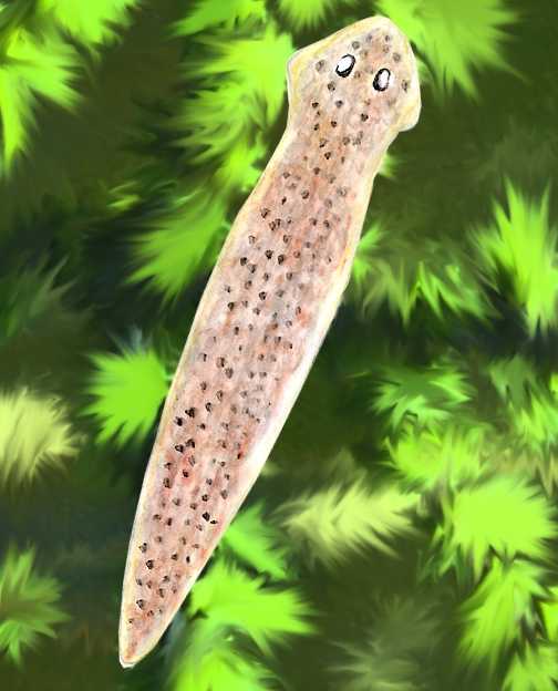 Flatworm